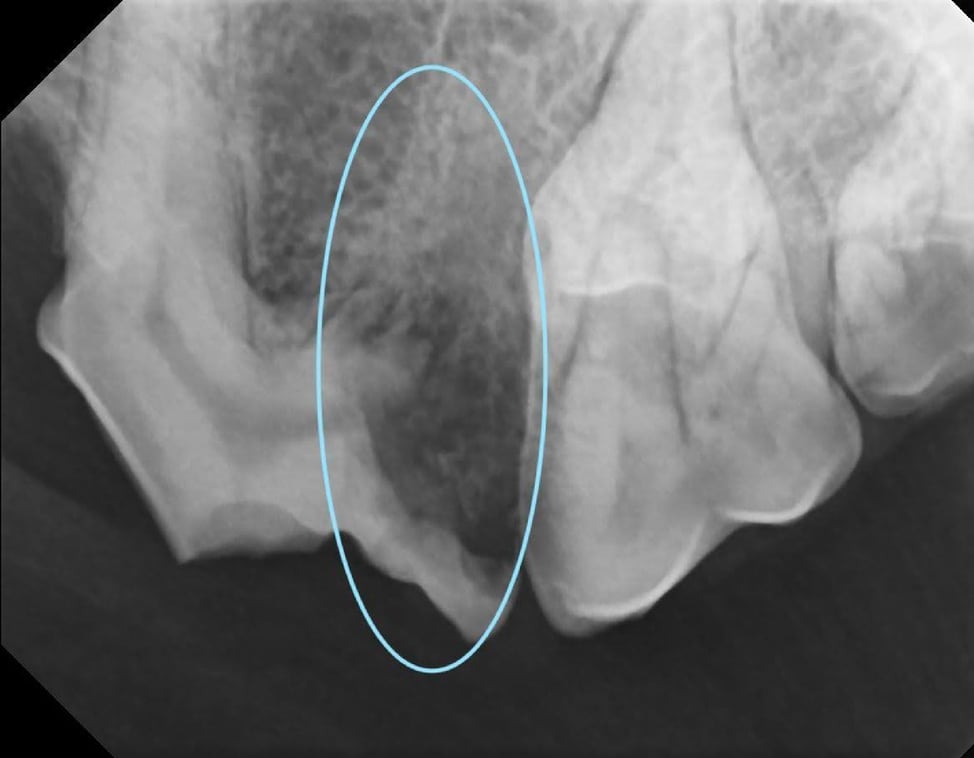 Intraoral Dental X-ray Imaging: A Key Part of Pet Dental Care
